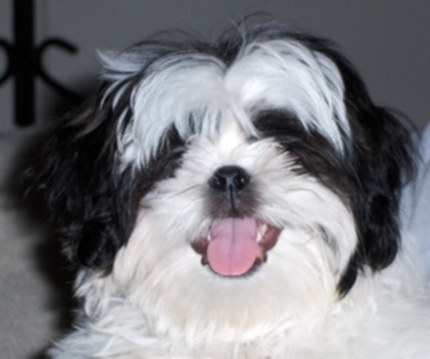 Paradigm Pet Professionals